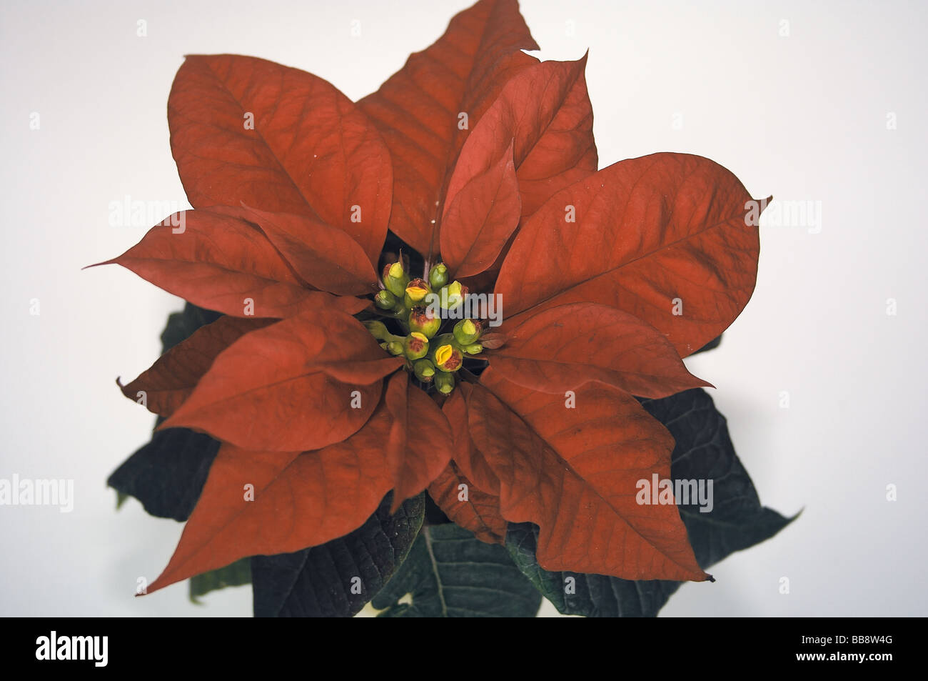 a wonderfull red christmas flower Stock Photo - Alamy