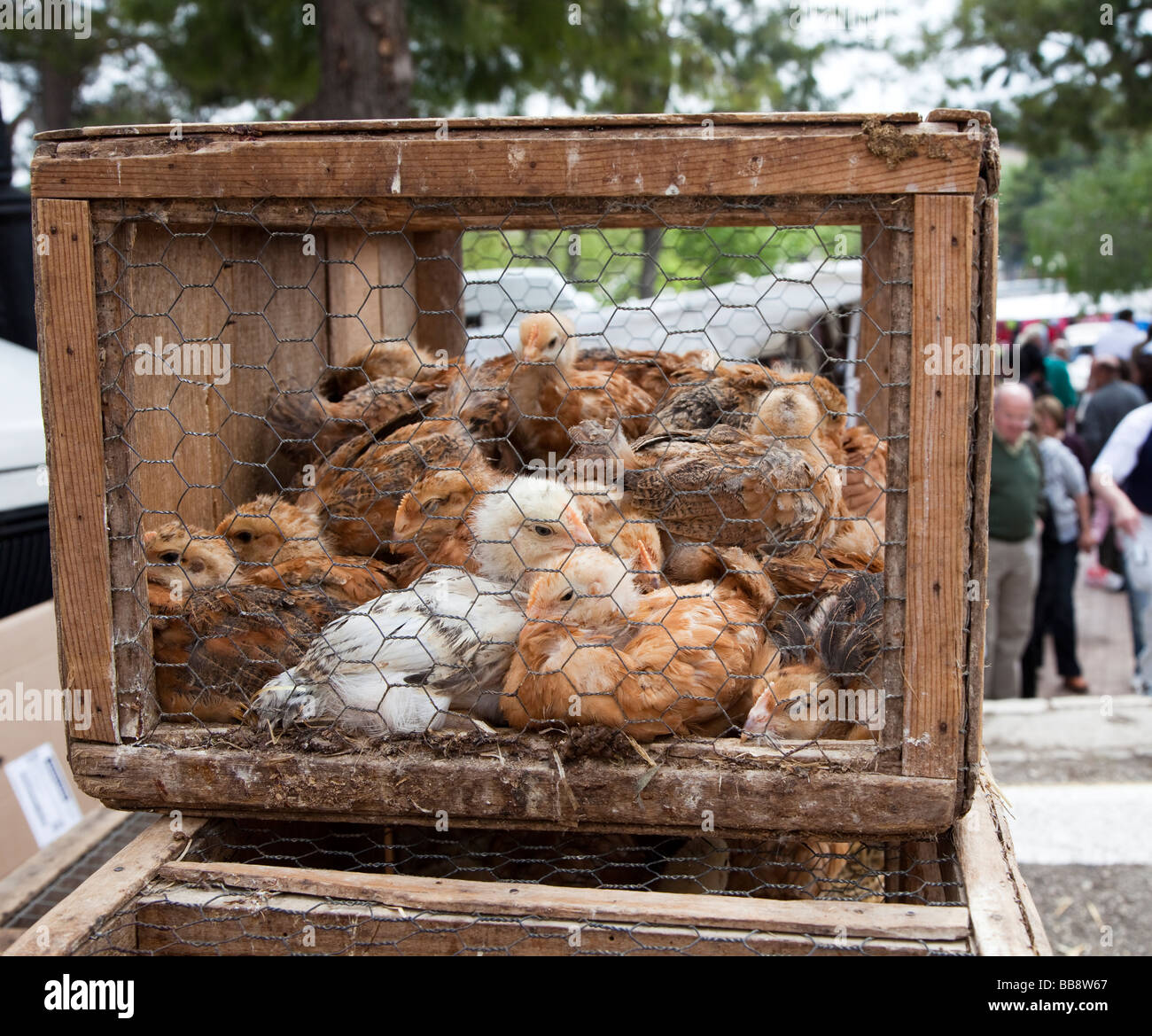 Caged chickens market hi-res stock photography and images - Alamy