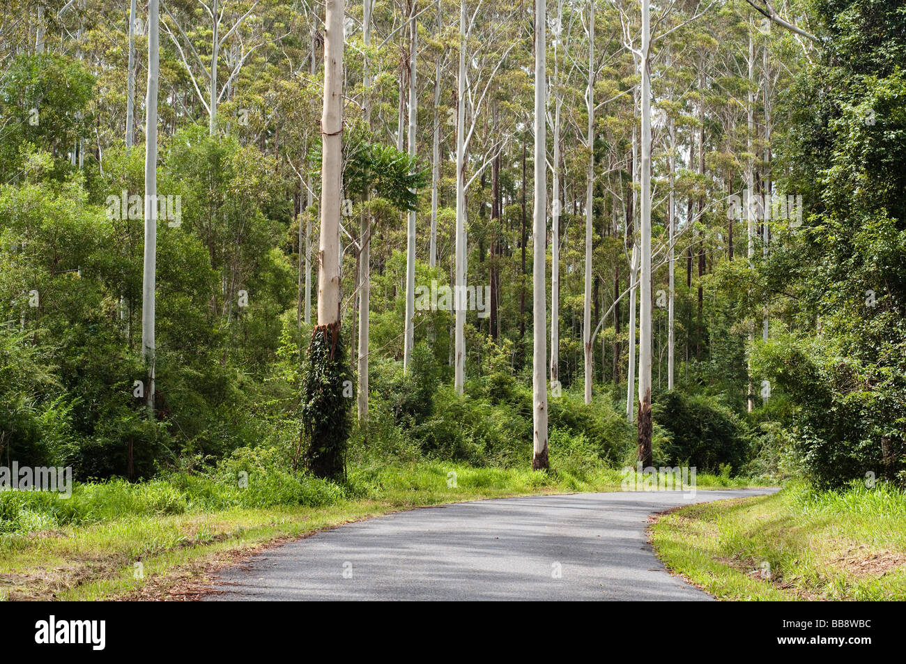 Eucalyptus gum tree forest hi-res stock photography and images - Alamy
