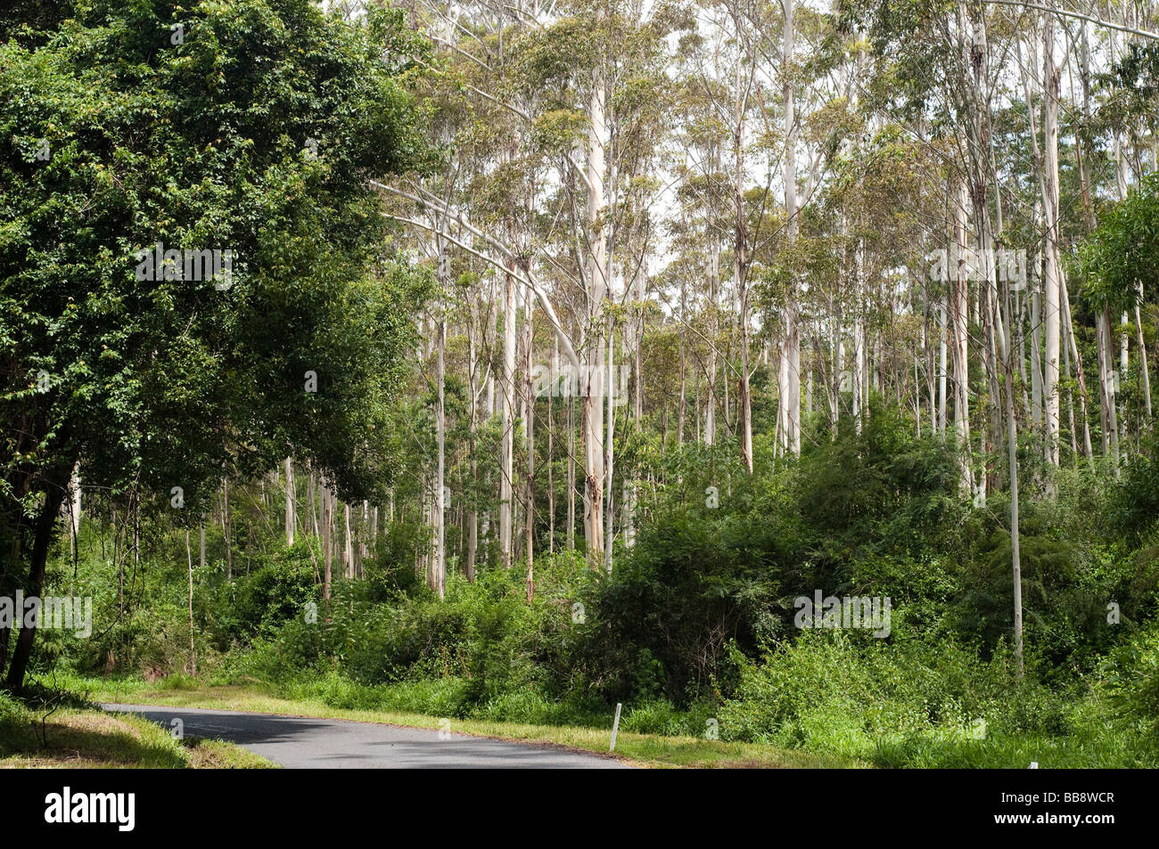 Empty road with gum trees hi-res stock photography and images - Alamy
