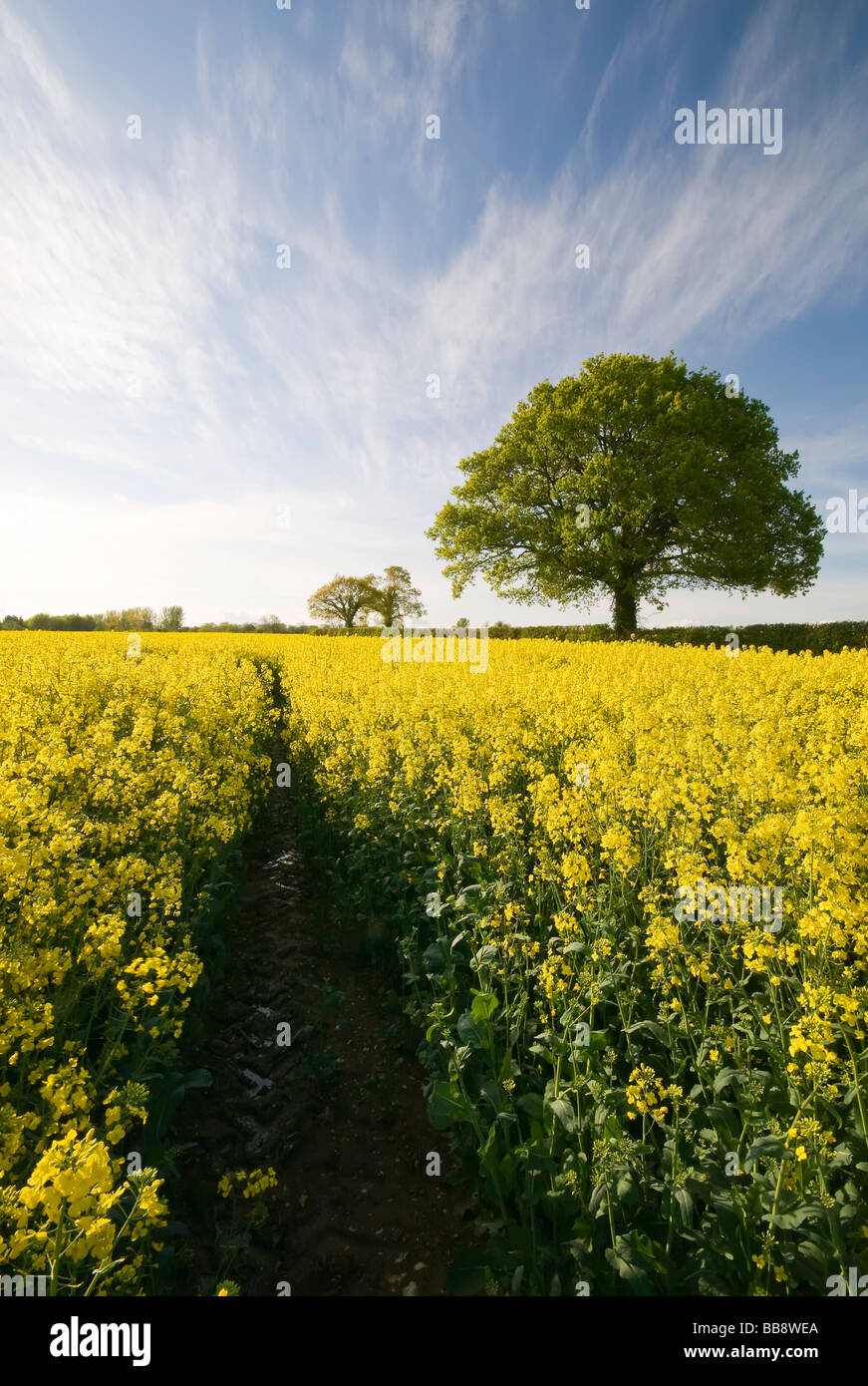Oak tree growing in hedgerow which surrounds a fresh new crop of rape ...