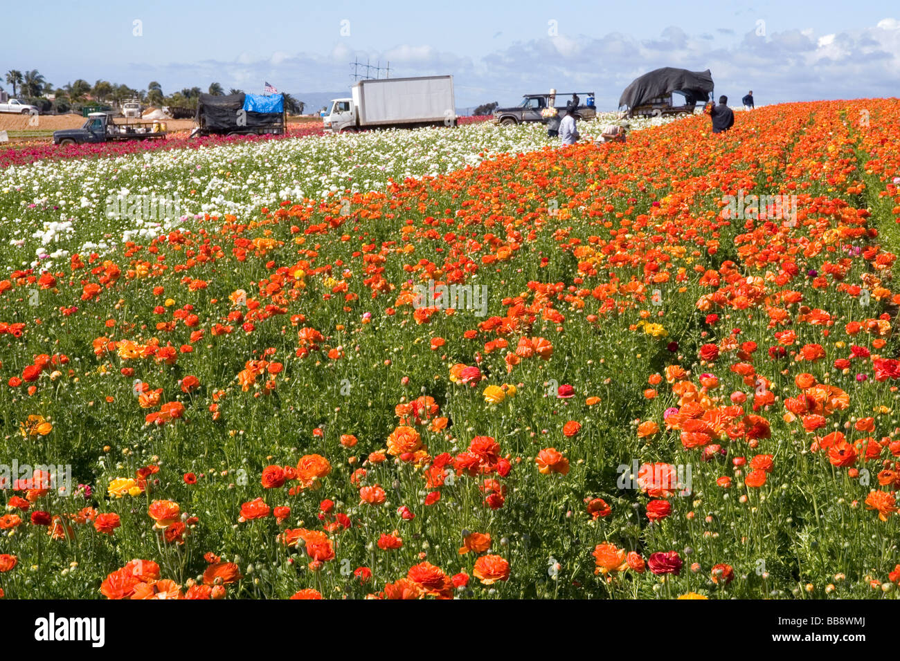 Colorful ranunculus flowers grow at The Flower Fields of Carlsbad ...