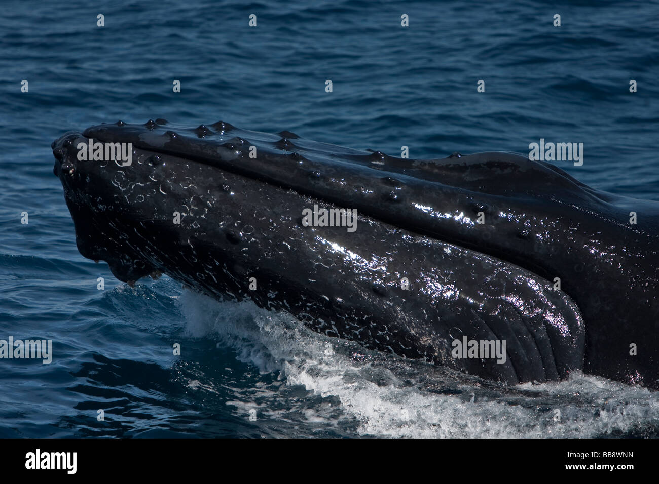 Humpback whale Megaptera novaeanglia Buckelwal head rising with lower ...
