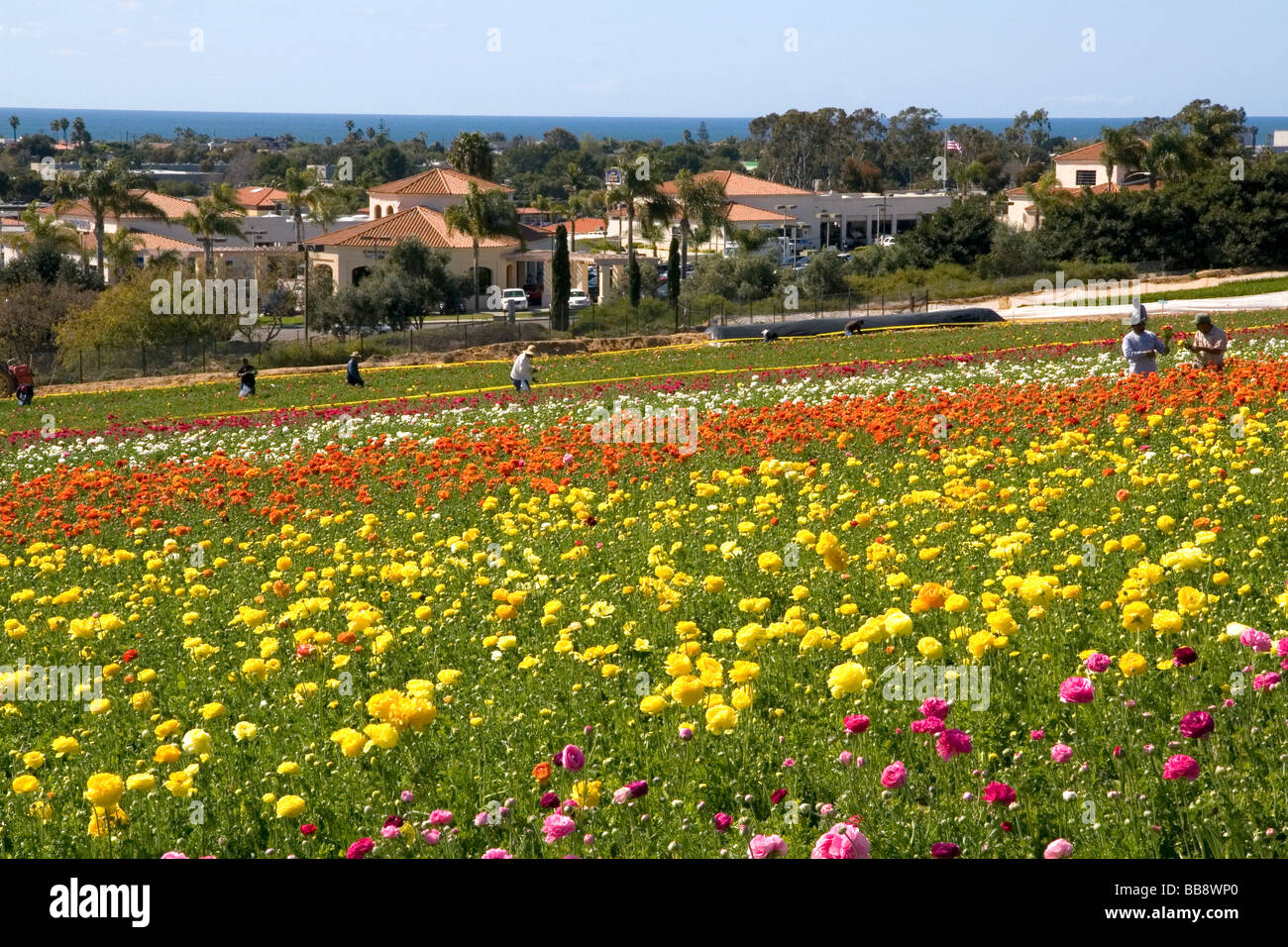 Colorful ranunculus flowers grow at The Flower Fields of Carlsbad ...
