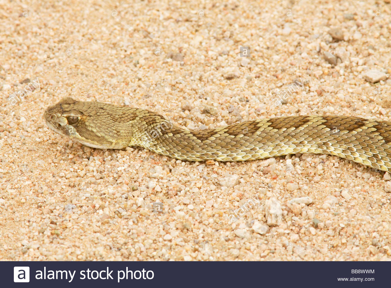 Rattlesnake Crotalus Scutulatus High Resolution Stock Photography and ...