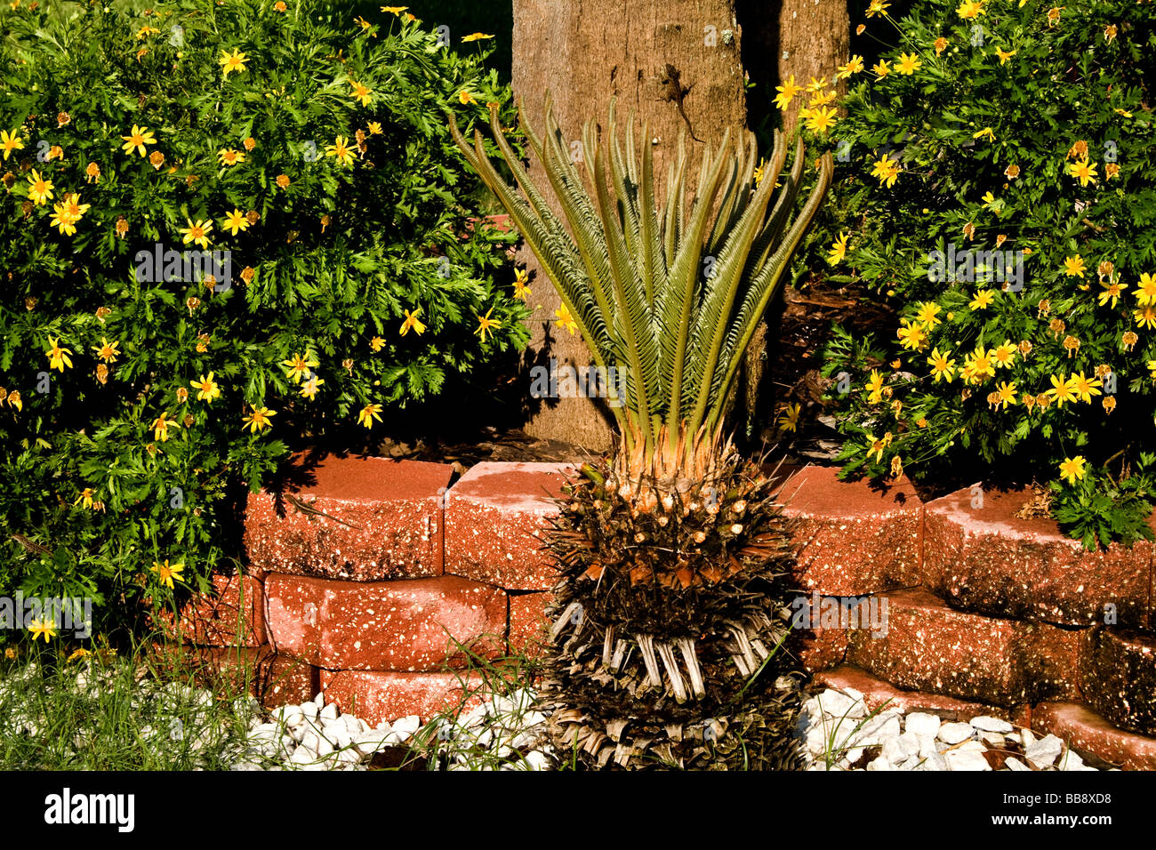 New growth palm tree in front of a red brick wall on a bed of stones ...