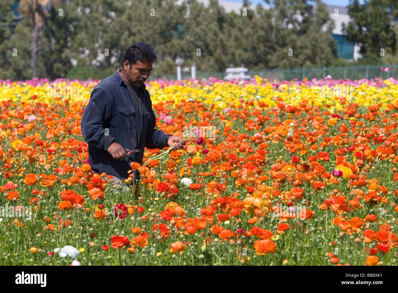 Workers harvest colorful ranunculus flowers growing at The Flower ...