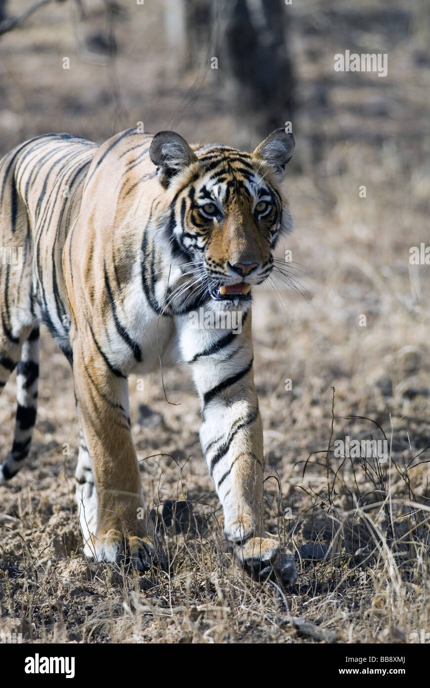 Tigress walking hi-res stock photography and images - Alamy
