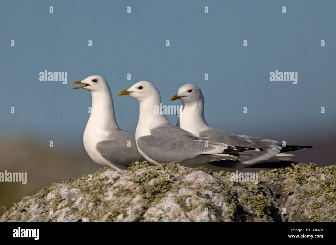 A group of three Common Gulls (larus canus) on a rock on the Isle of ...