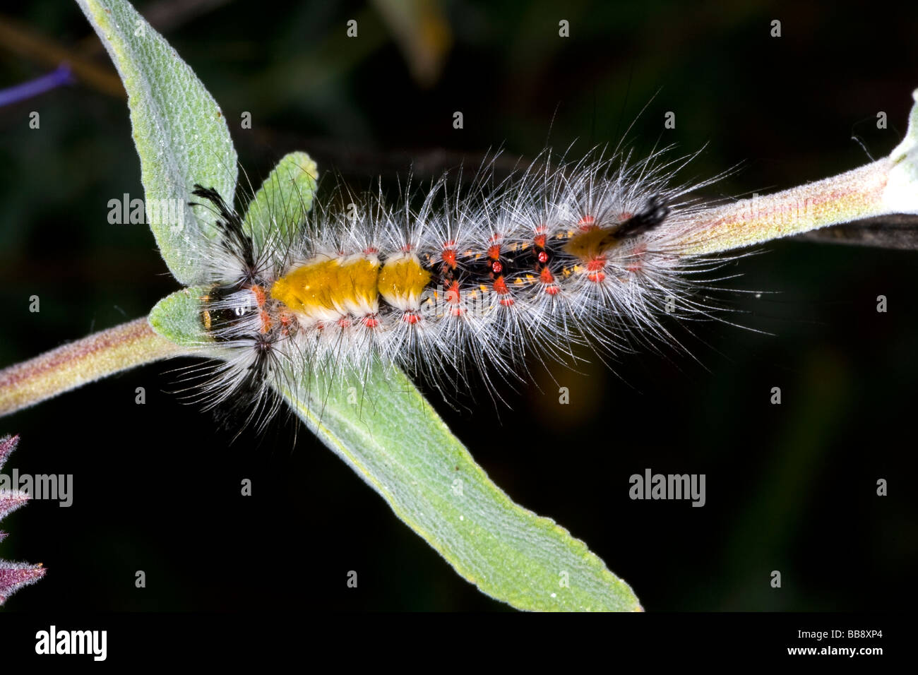 Caterpillar to butterfly hi-res stock photography and images - Alamy