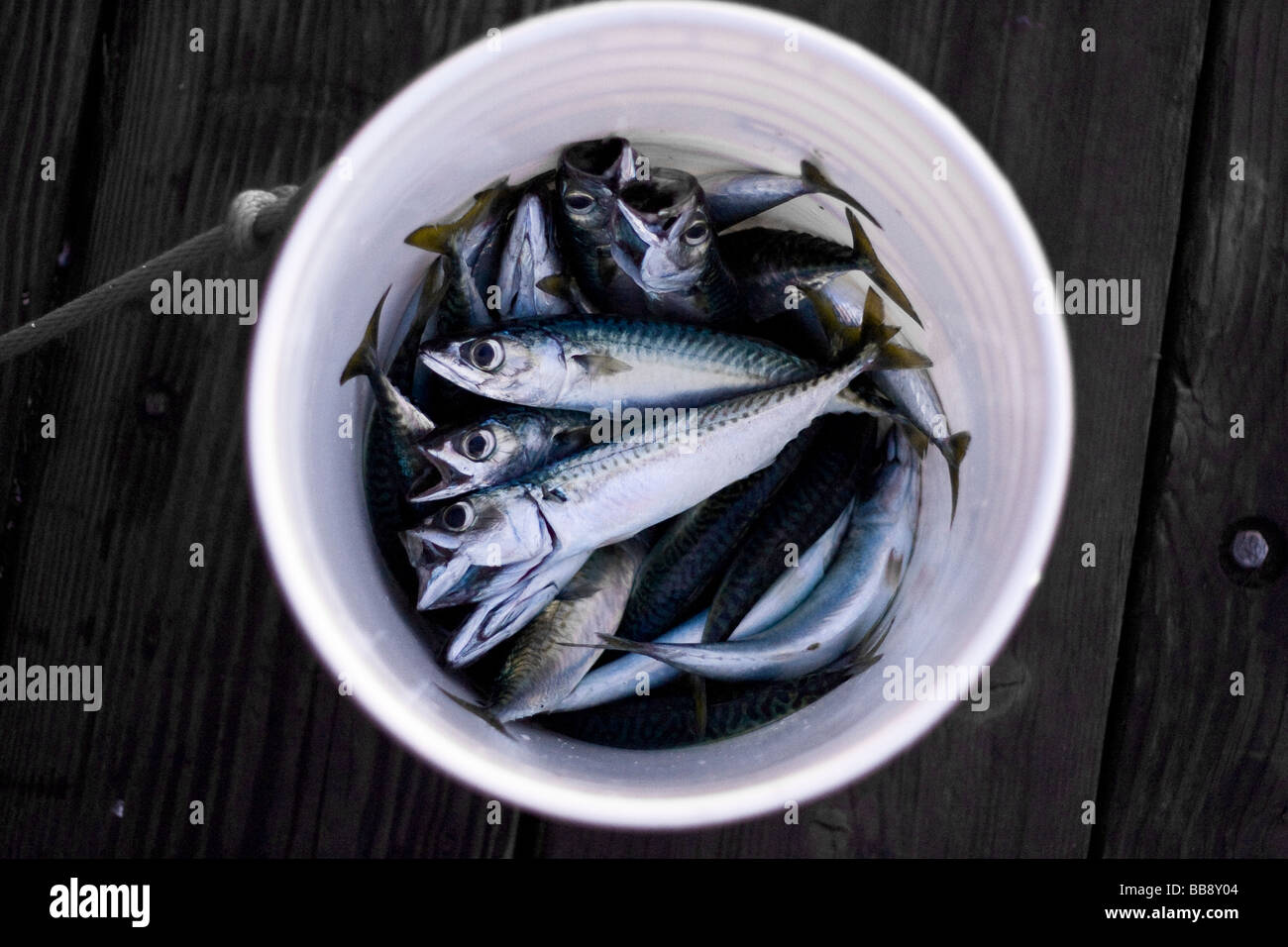 A bucket containing dozens of small Mackerel Stock Photo - Alamy