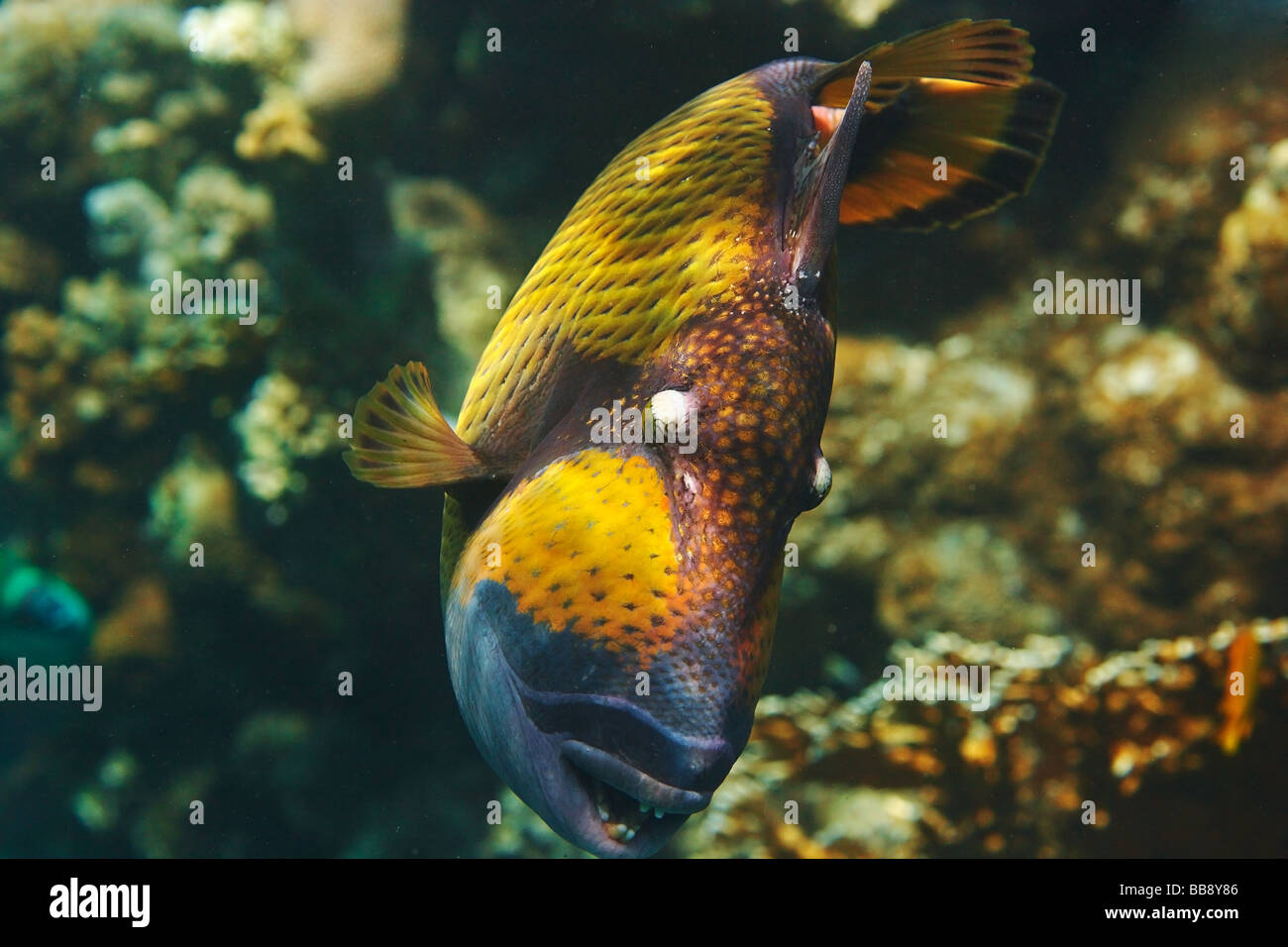 Titan Triggerfish - Balistoides viridescens - Balistidae - Coral reef ...