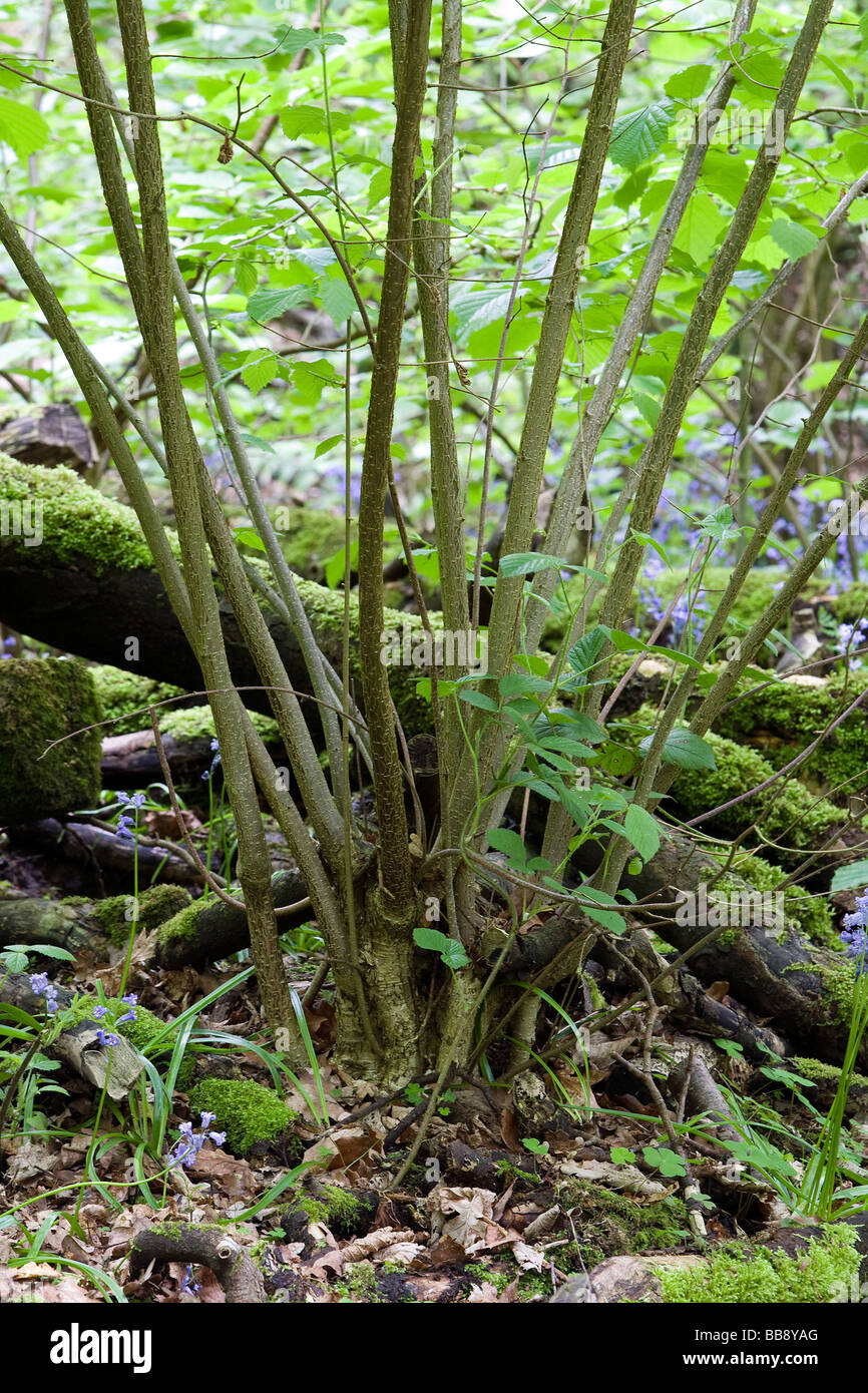 Coppiced trees in forest hi-res stock photography and images - Alamy