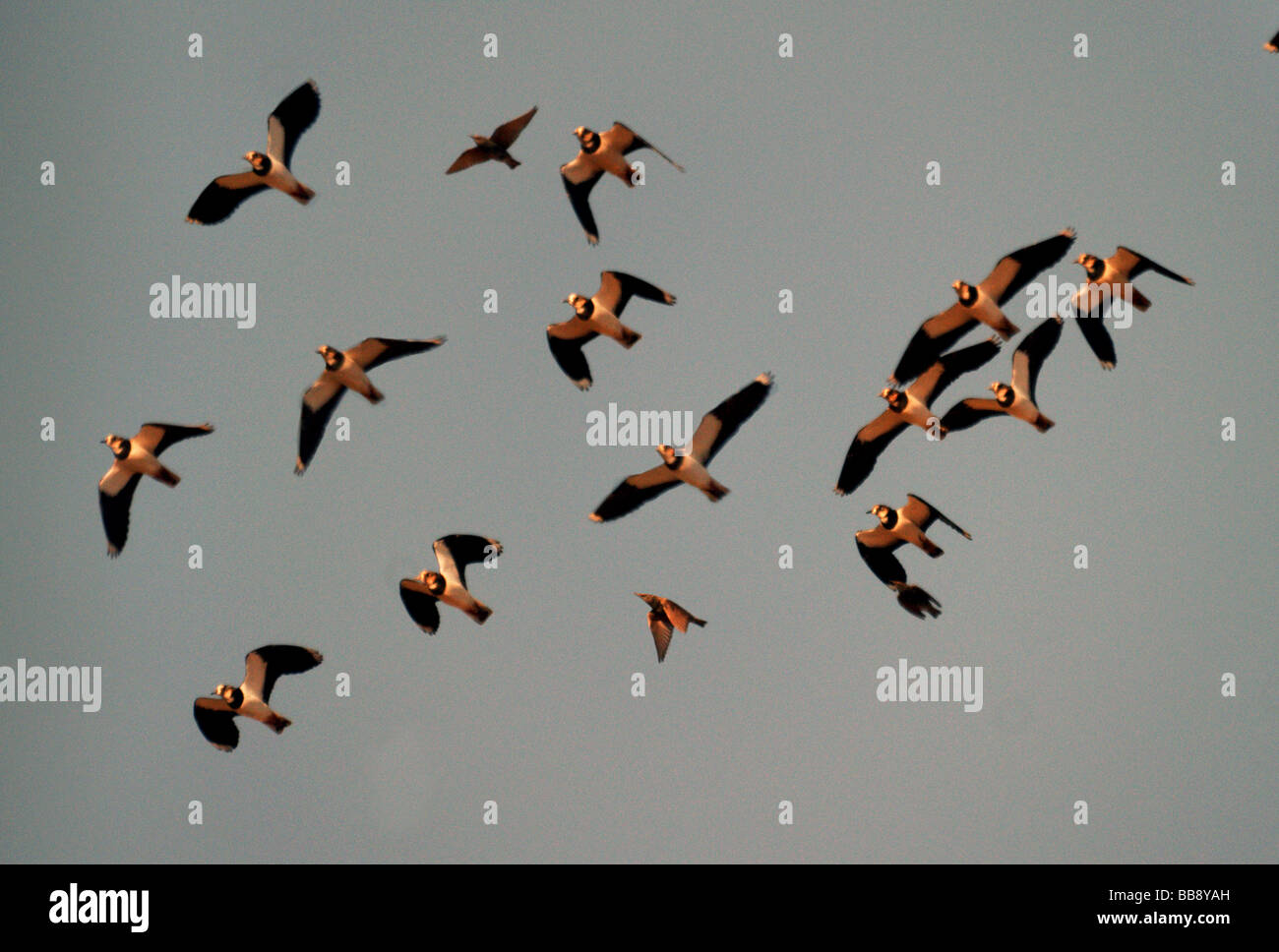 Waders;Lapwing;Vanellus vanellus;Group in flight with three starlings ...