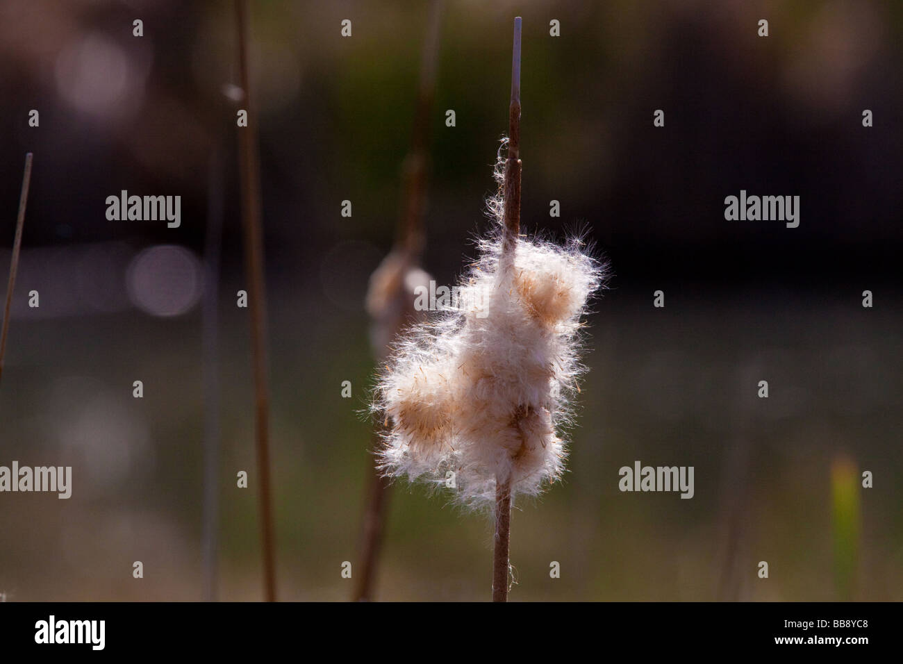 Cattails isolated hi-res stock photography and images - Alamy
