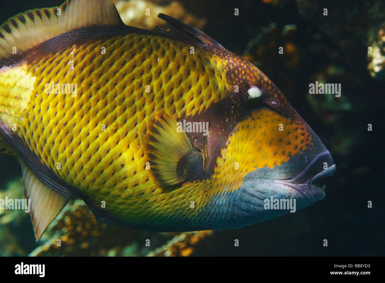 Titan Triggerfish - Balistoides viridescens - Balistidae - Coral reef ...