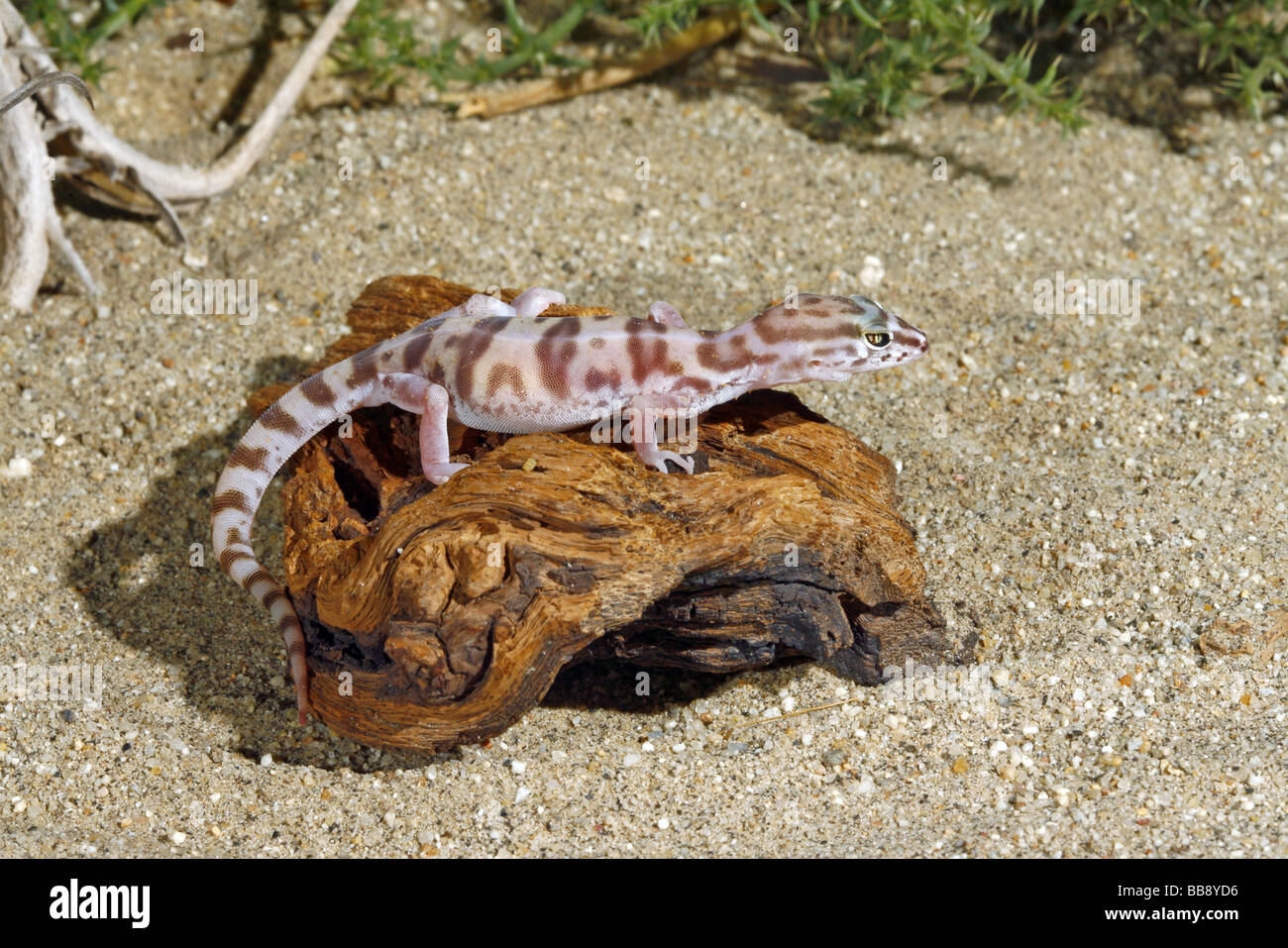 Western Banded Gecko Stock Photo - Alamy
