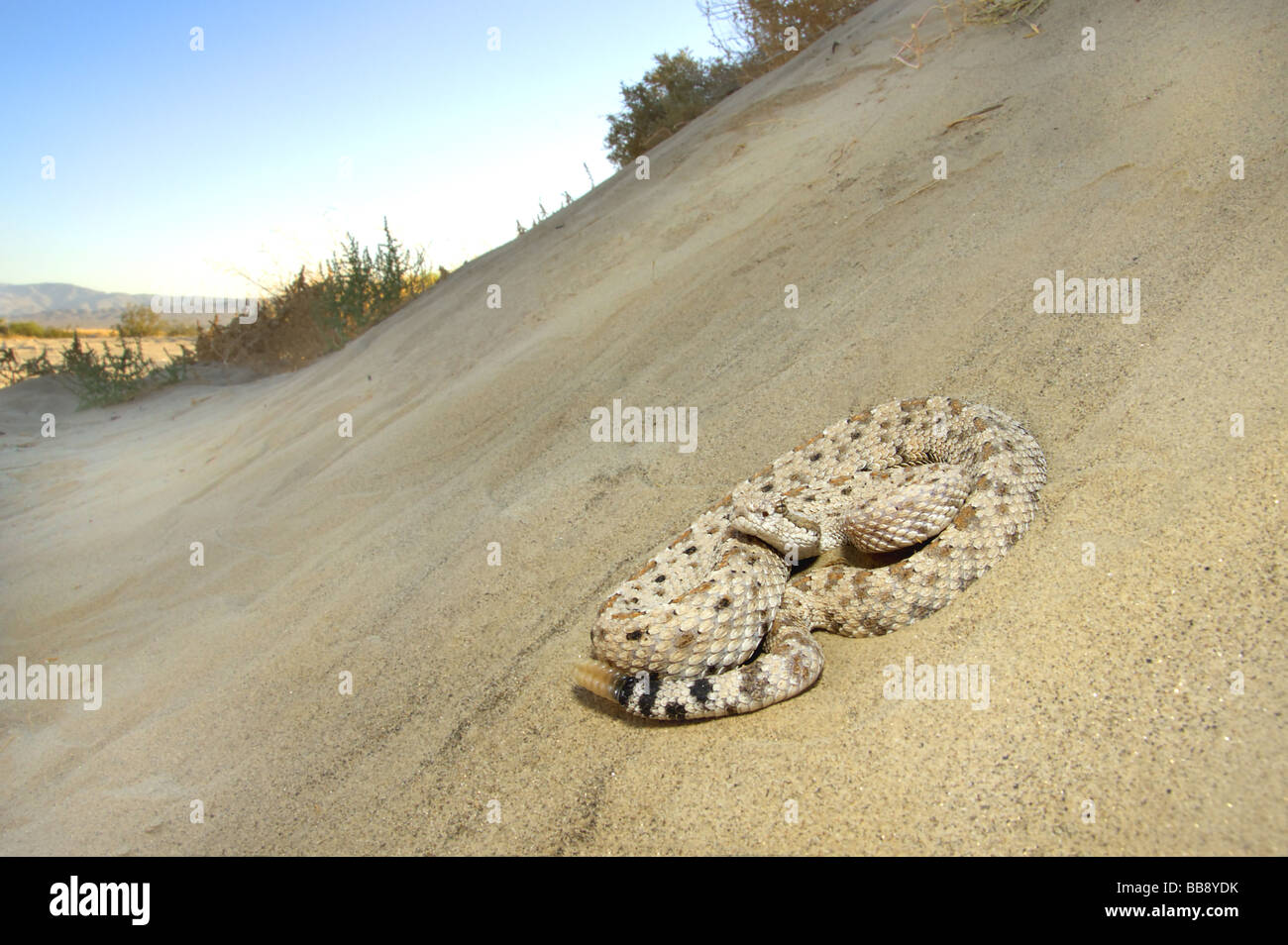 Horned rattlesnake hi-res stock photography and images - Alamy