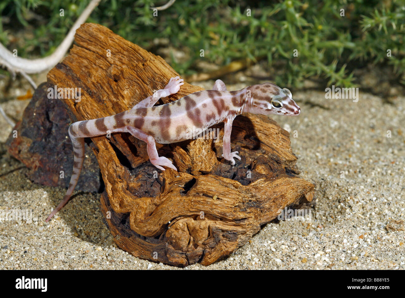 Western Banded Gecko Stock Photo - Alamy