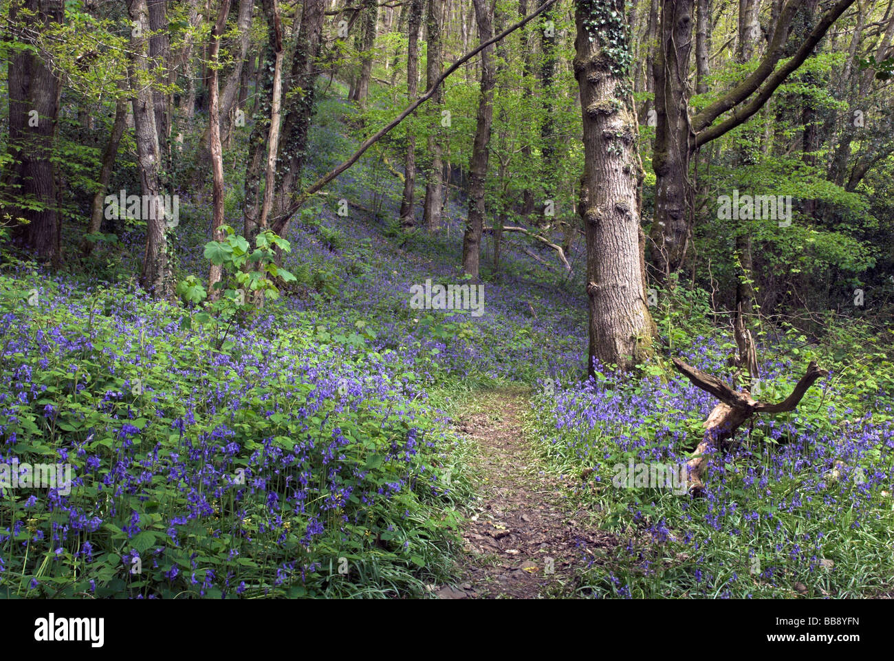 Bluebells and Ramsons in Dunsford Wood in Devon, England Stock Photo ...