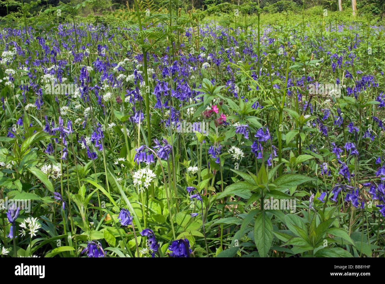 Bluebells and Ramsons in Dunsford Wood in Devon, England Stock Photo ...