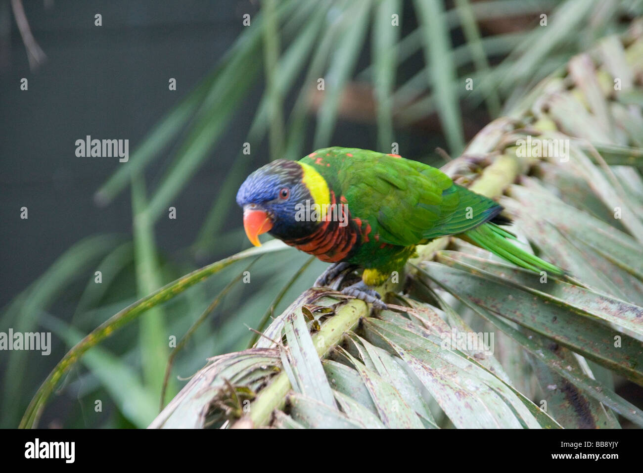 Blue mountain lorikeet hi-res stock photography and images - Alamy