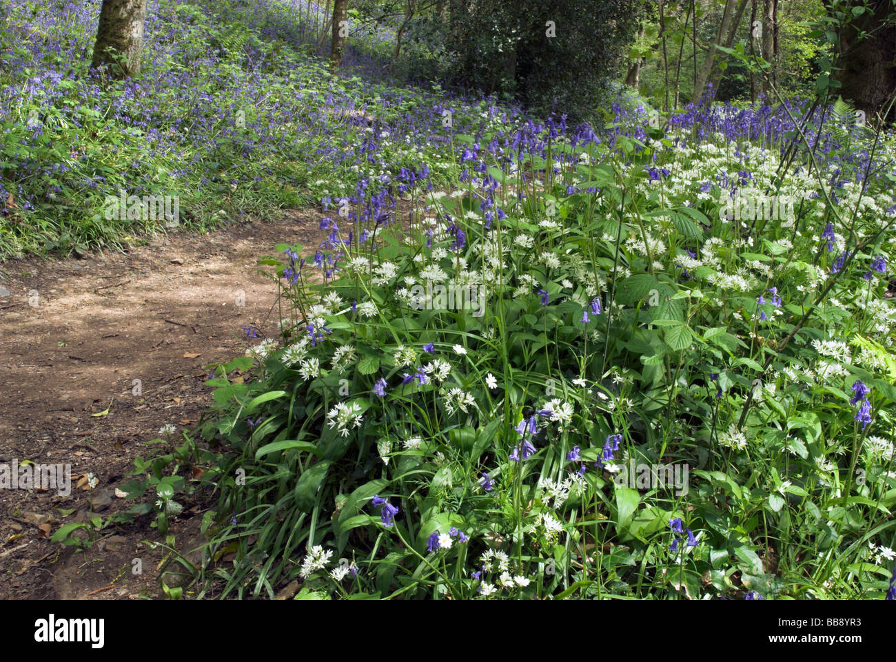 Bluebells and Ramsons in Dunsford Wood in Devon, England Stock Photo ...