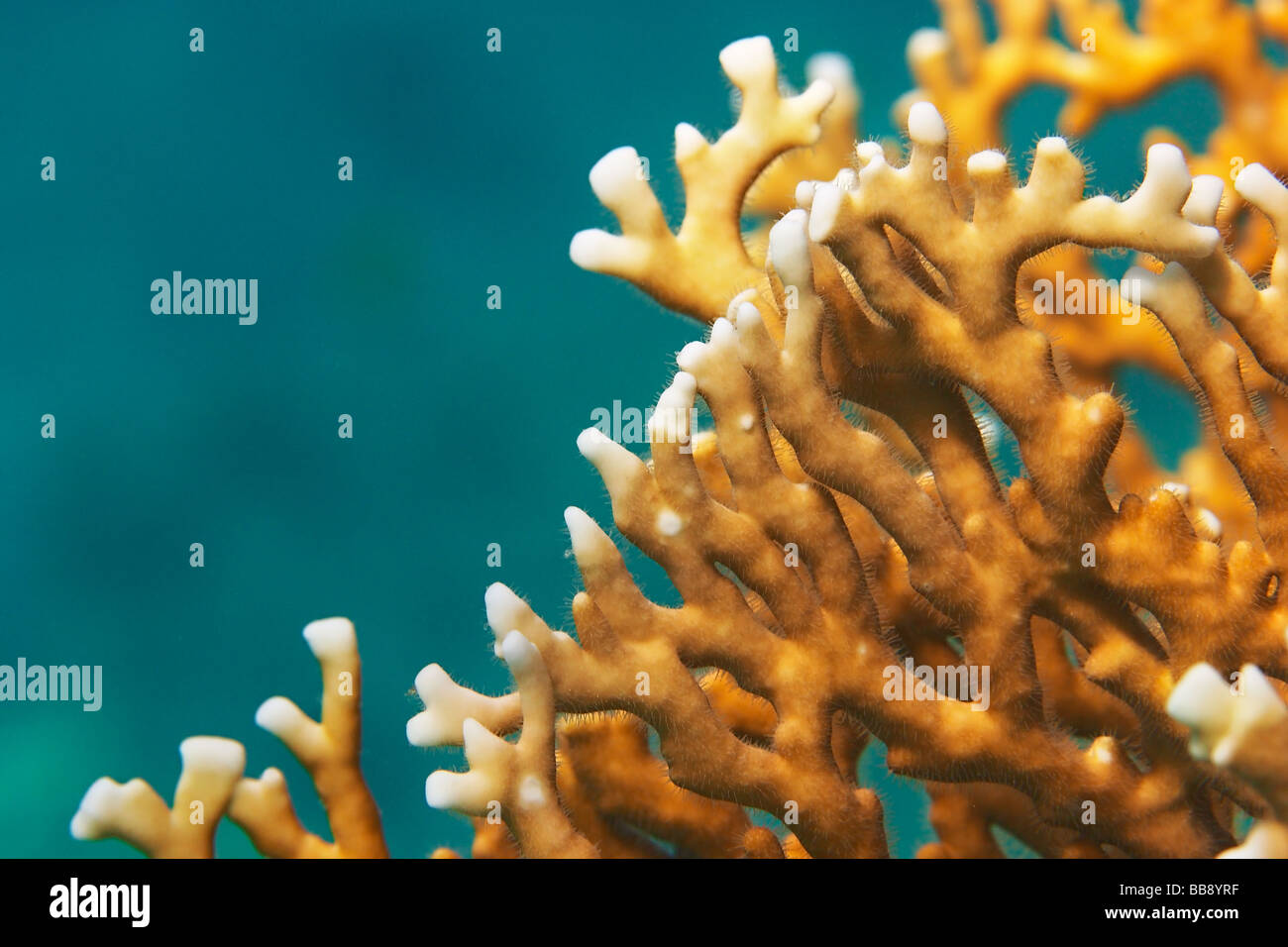 Millepora dichotoma - Coral reef in Red Sea Stock Photo - Alamy