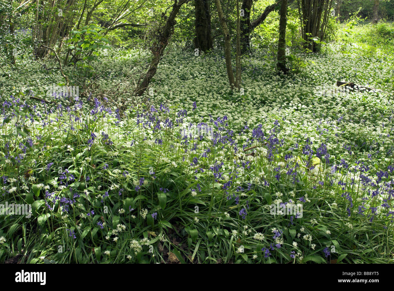 Bluebells and Ramsons in Dunsford Wood in Devon, England Stock Photo ...