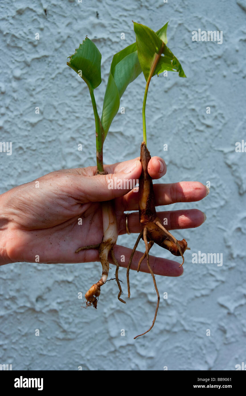 heliconia root 2008 Stock Photo - Alamy