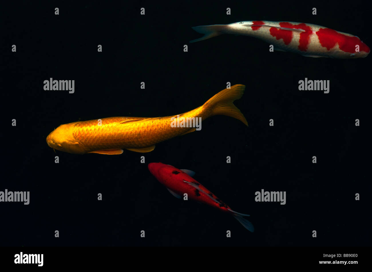 Lin fish hi-res stock photography and images - Alamy