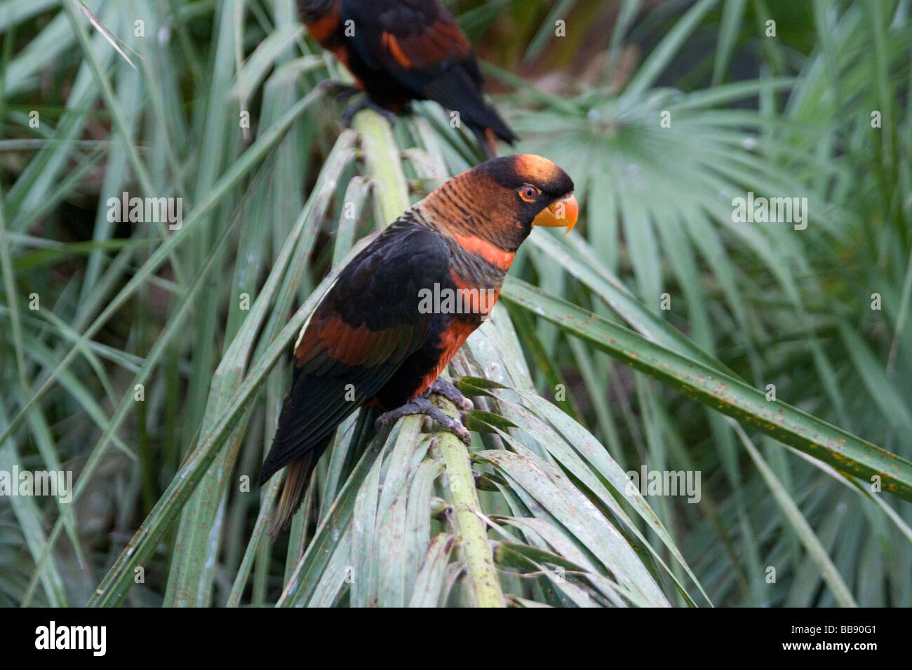 Dusky orange hi-res stock photography and images - Alamy