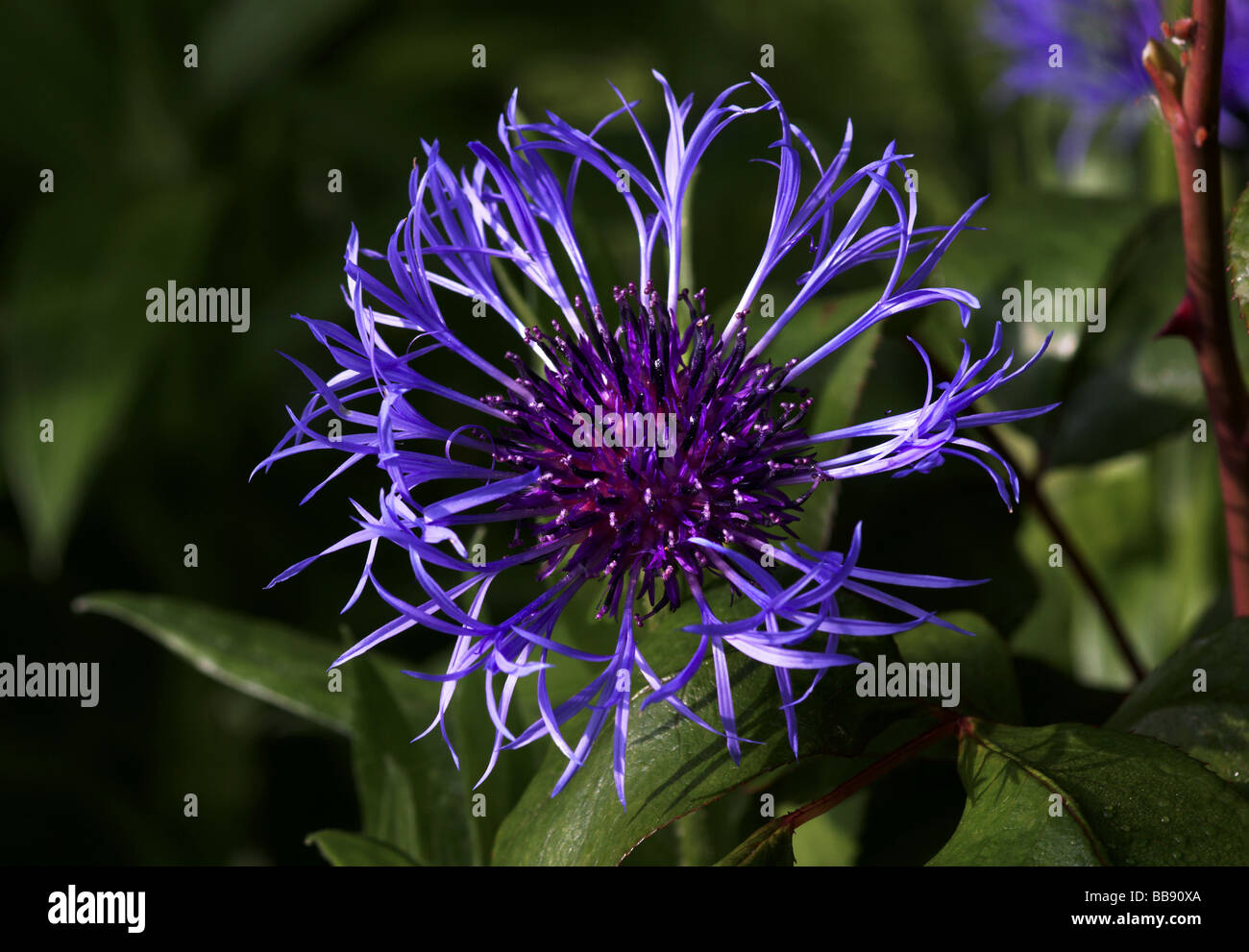 Perrinial cornflower hi-res stock photography and images - Alamy