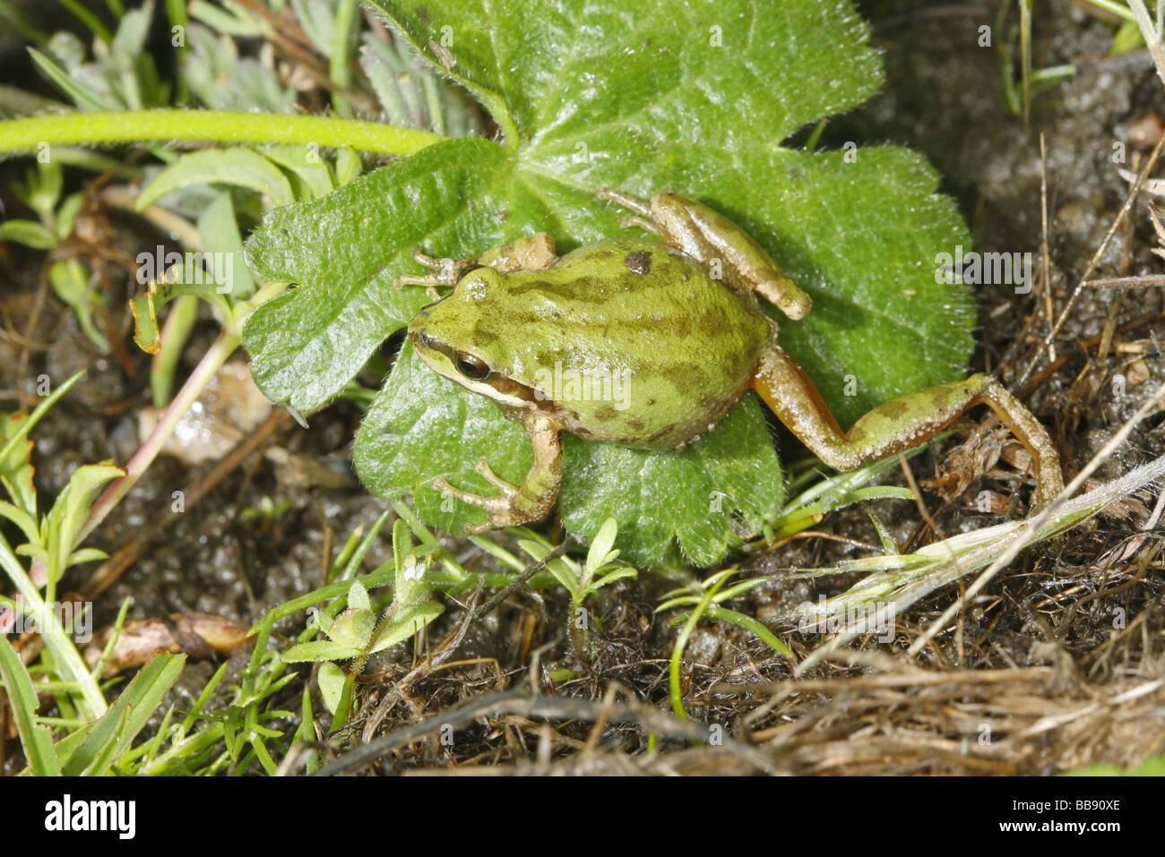 Pacific Tree Frog Pseudacris regilla Cuyamaco Rancho State Park ...