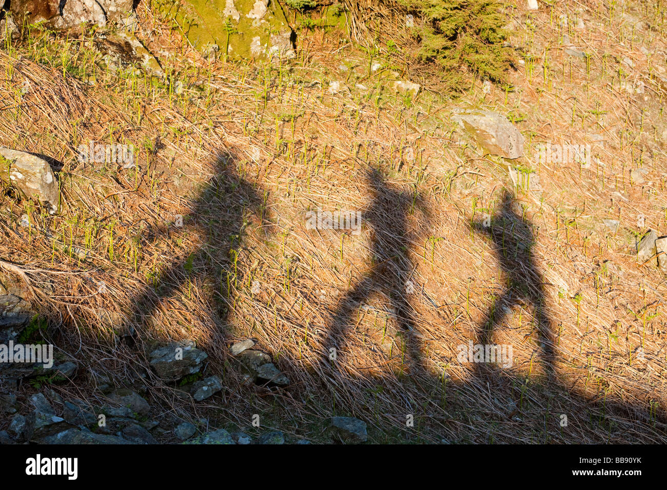 The shadows of 3 walkers in the Lake District UK Stock Photo - Alamy