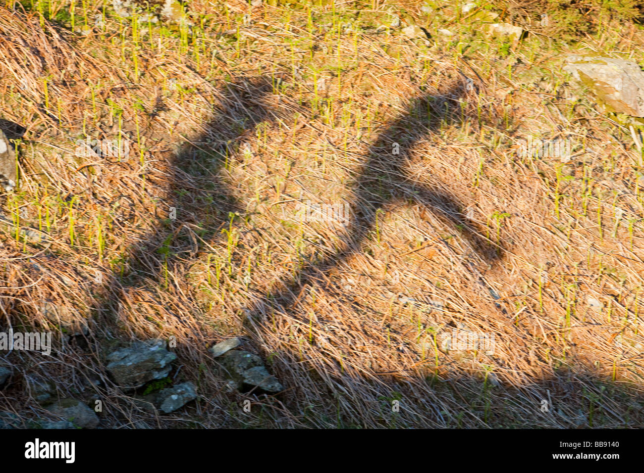 Jumping shadow jump leap hi-res stock photography and images - Alamy