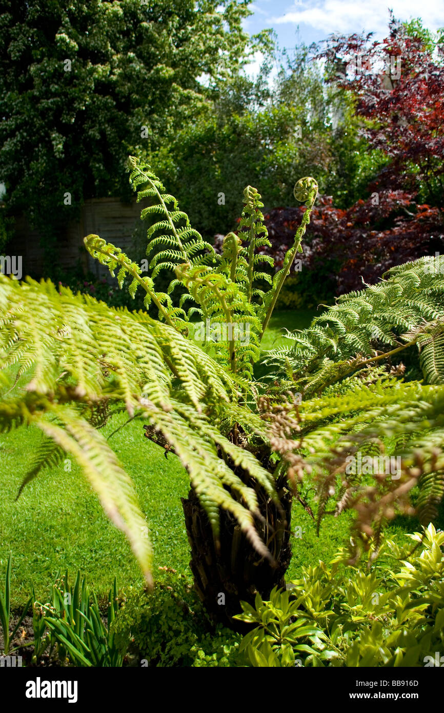 Circinate hi-res stock photography and images - Alamy