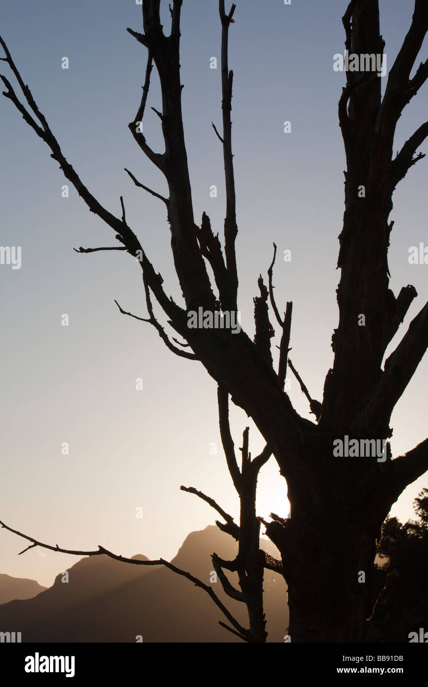 A dead Rowan tree above Chapel Stile in the Langdale Valley in the Lake ...