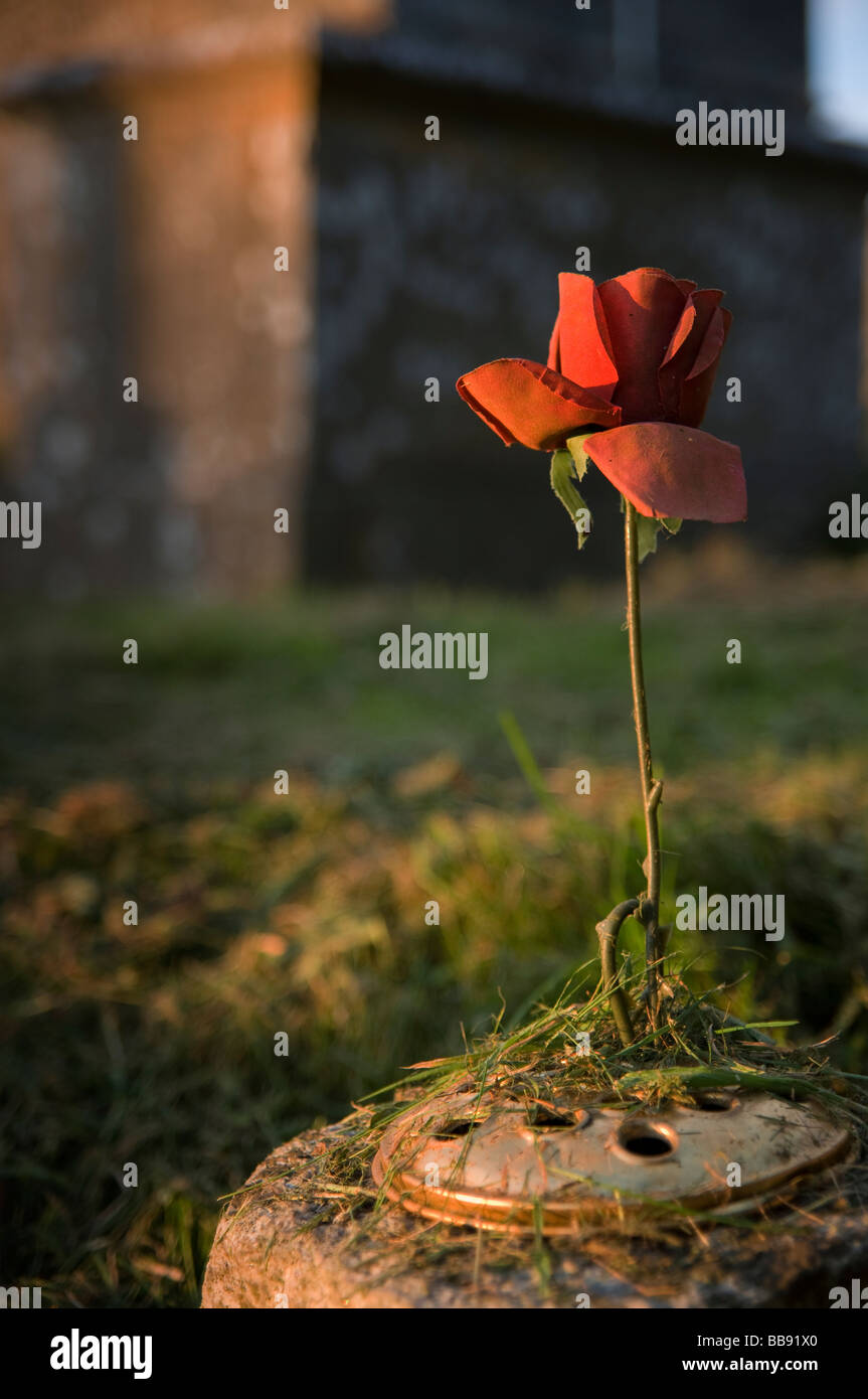 Flower rose grave hi-res stock photography and images - Alamy