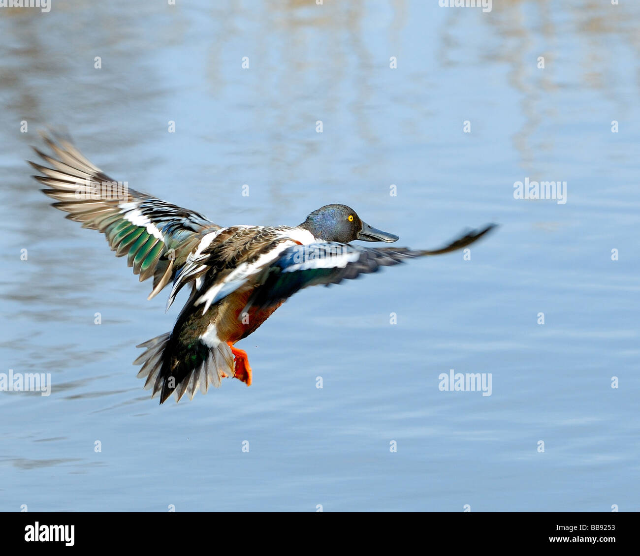 Flying northern shoveler hi-res stock photography and images - Alamy