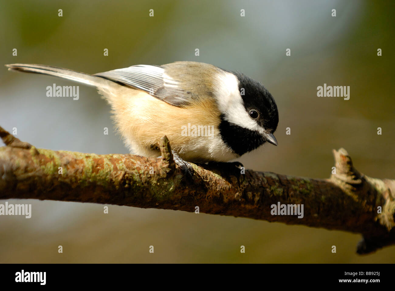 Black-capped Chickadee perched on a branch Stock Photo - Alamy