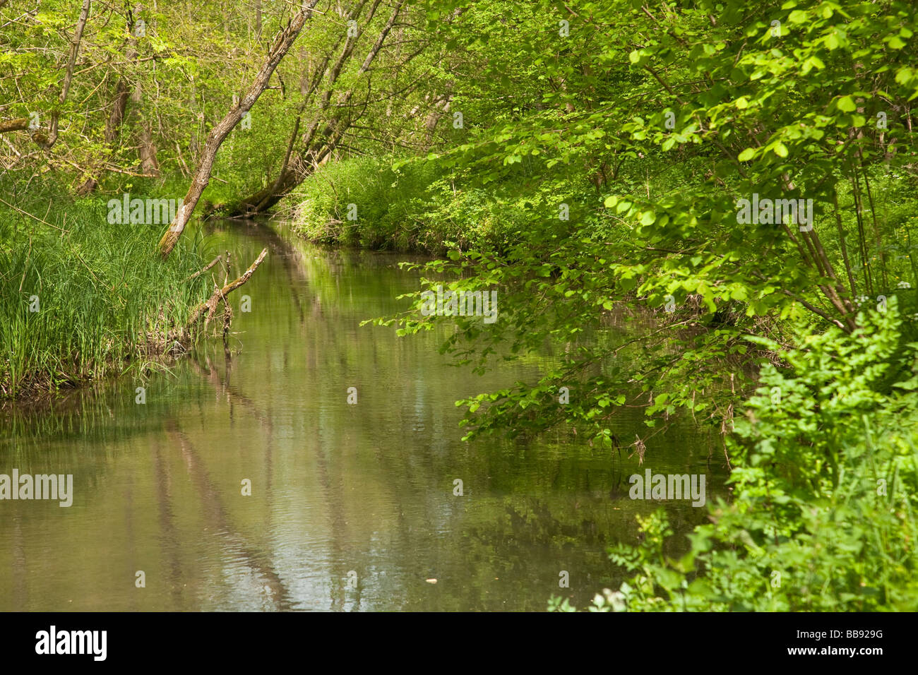 River Pang along the Hogmoor nature trail walk near Tidmarsh Berkshire ...