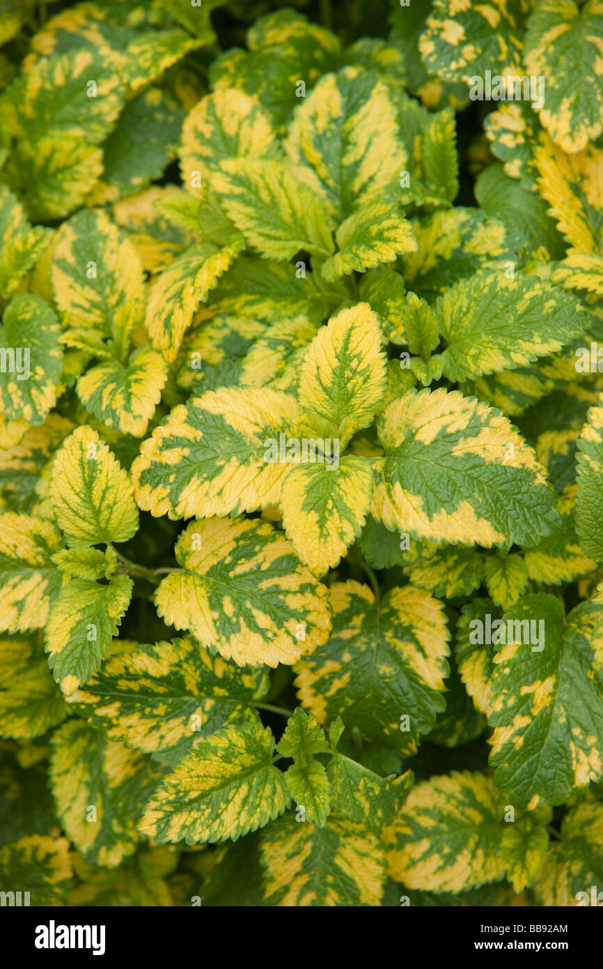 Mint Apple Mint variegated Stock Photo - Alamy
