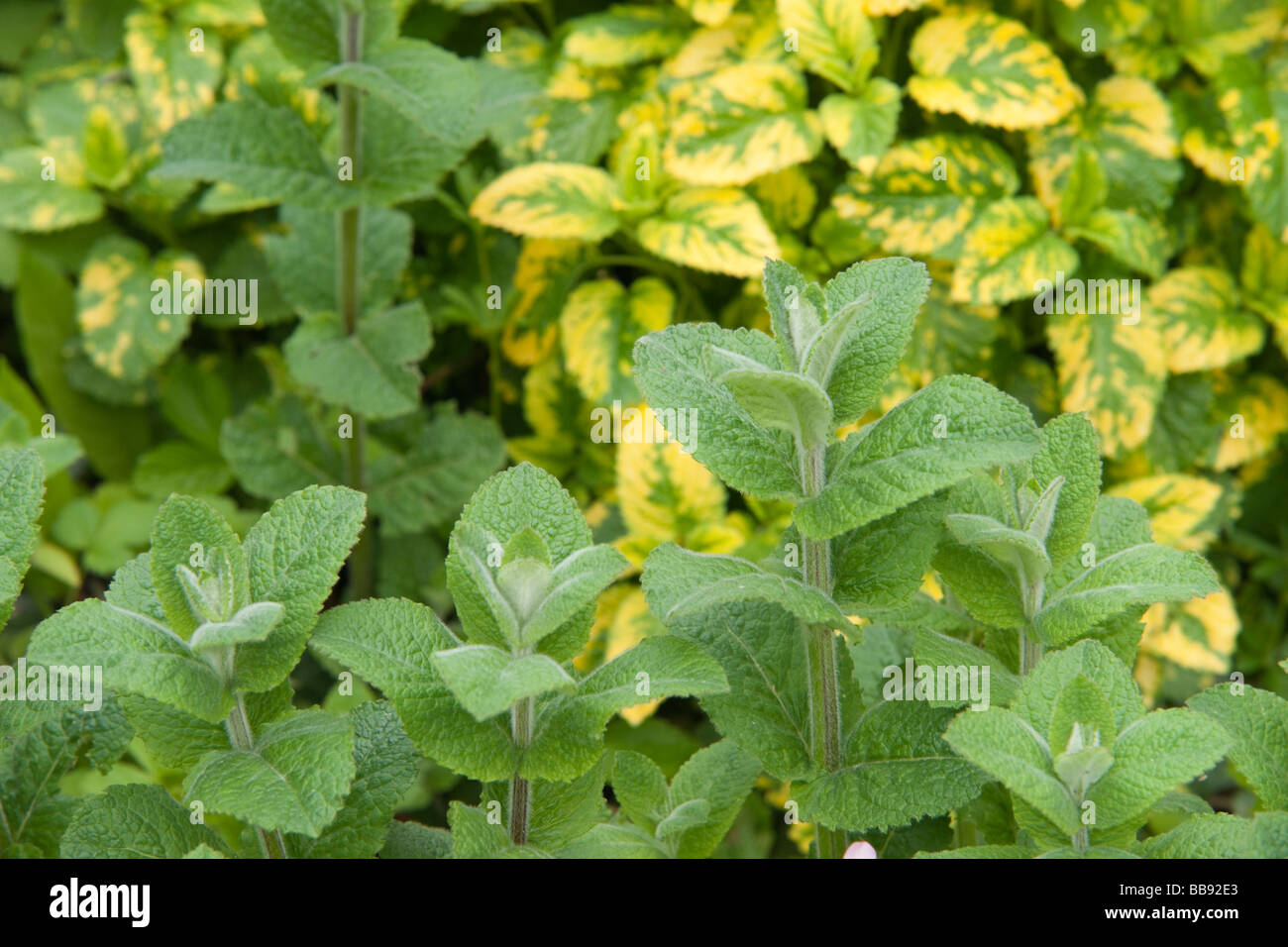 Mint varieties peppermint and apple mint Stock Photo - Alamy