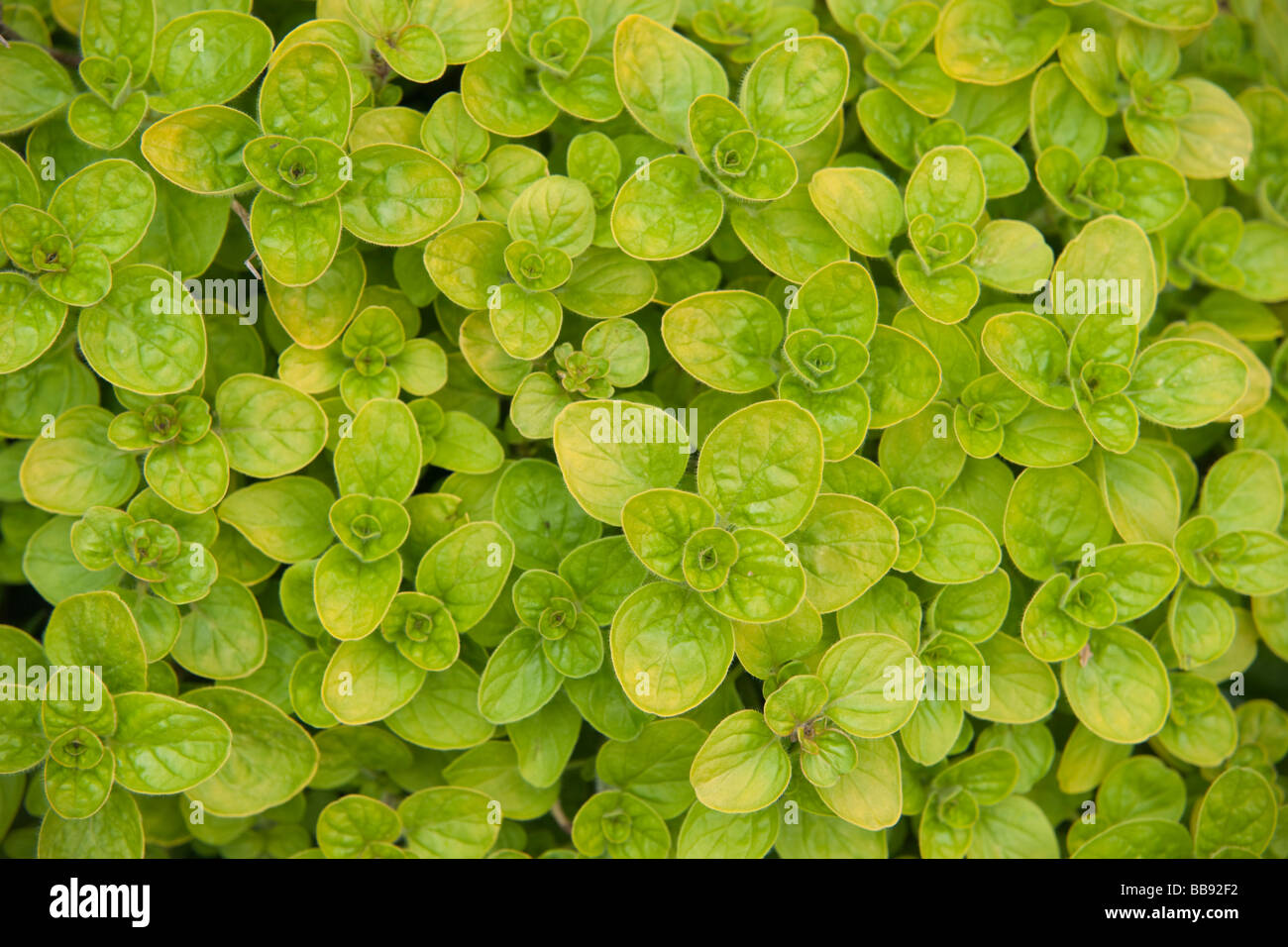 Golden oregano plant hi-res stock photography and images - Alamy