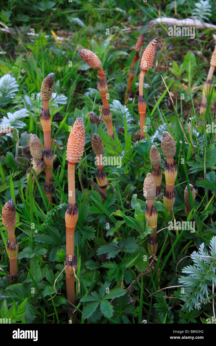 Riverside plant community on the River Tweed at Kelso Scotland late ...