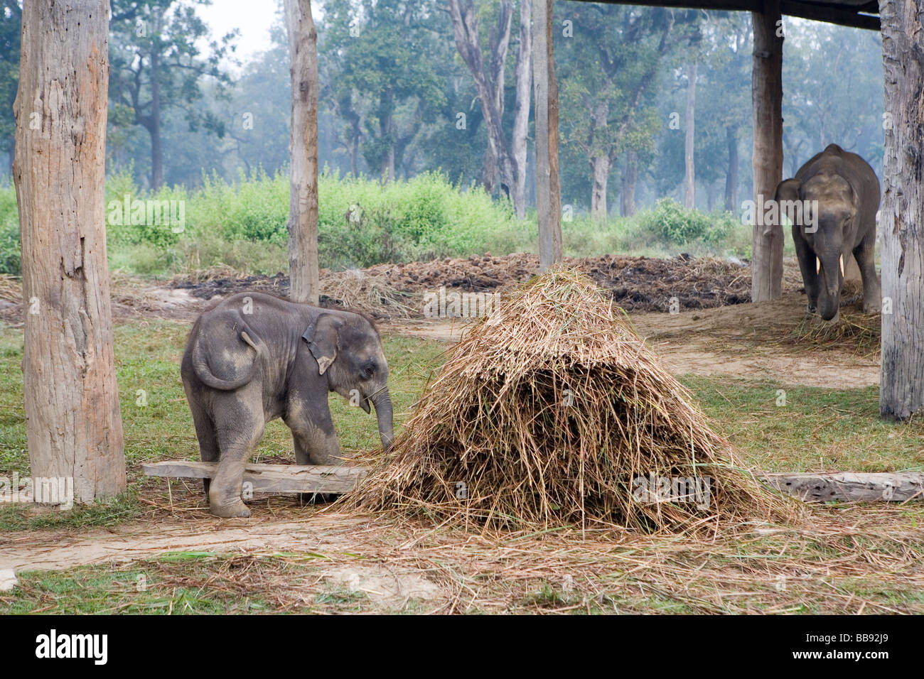 A baby elephant plays around a pile of straw in Chitwan National Park's ...