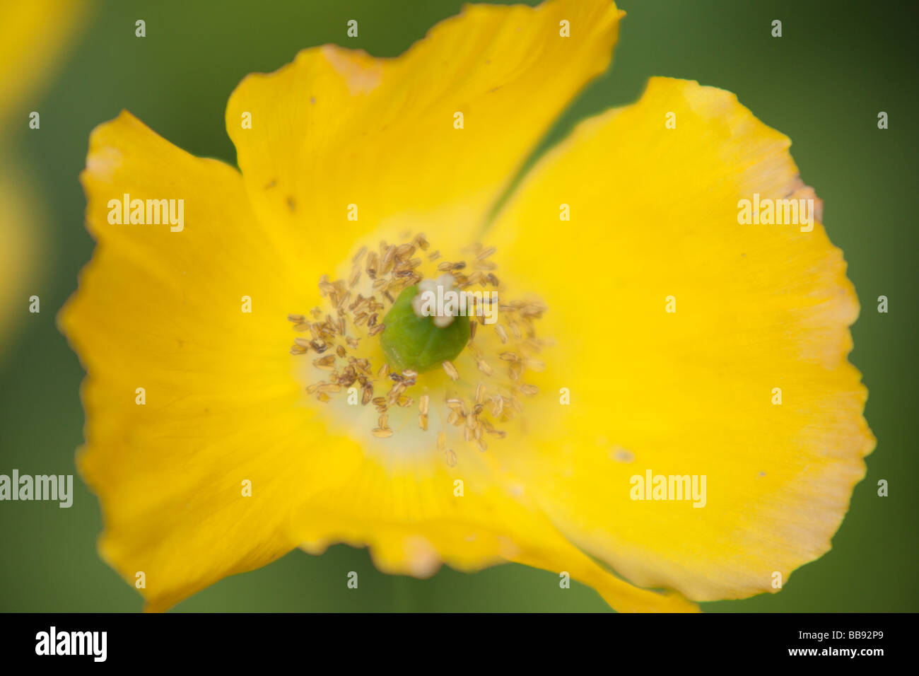 Yellow Japanese poppy Stock Photo - Alamy