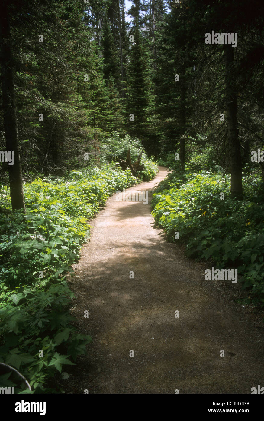 path road trail forest tree lead direction goal grass tree foliage ...