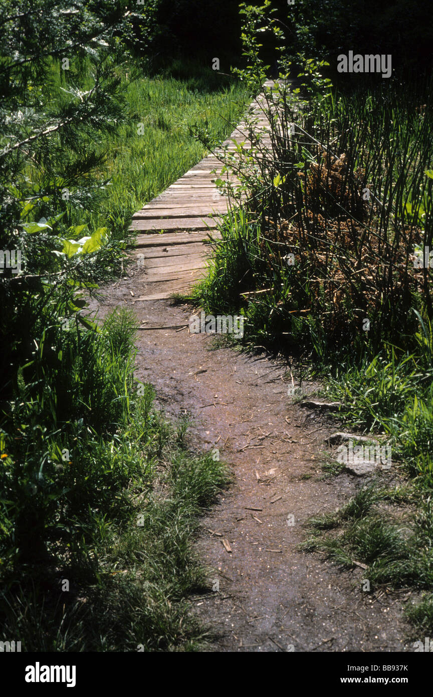 path road trail forest tree lead direction goal grass tree foliage ...